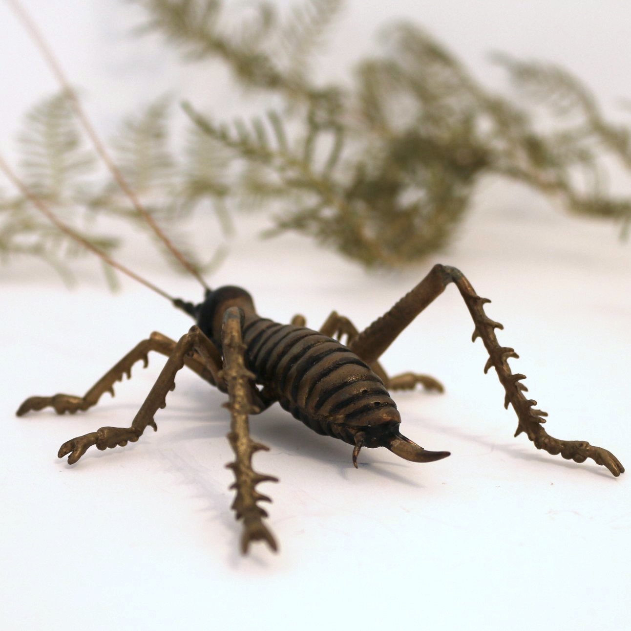Bronze Tree Weta Female - Kenmore Auton at The Vault NZ - NZ SOR